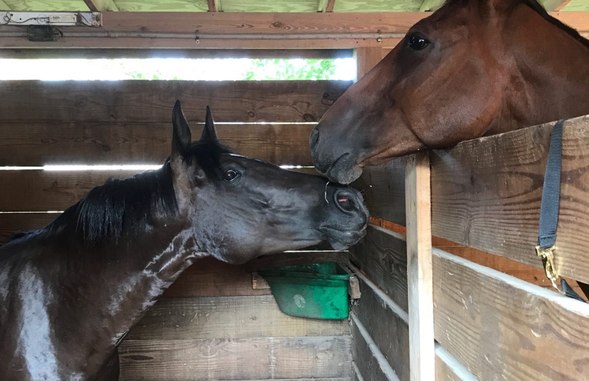 Six Realities of Owning a Pony as an Adult