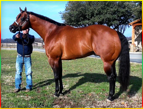 Is My Horse Overweight?