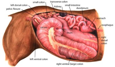 Impaction Colic: What You Need to Know