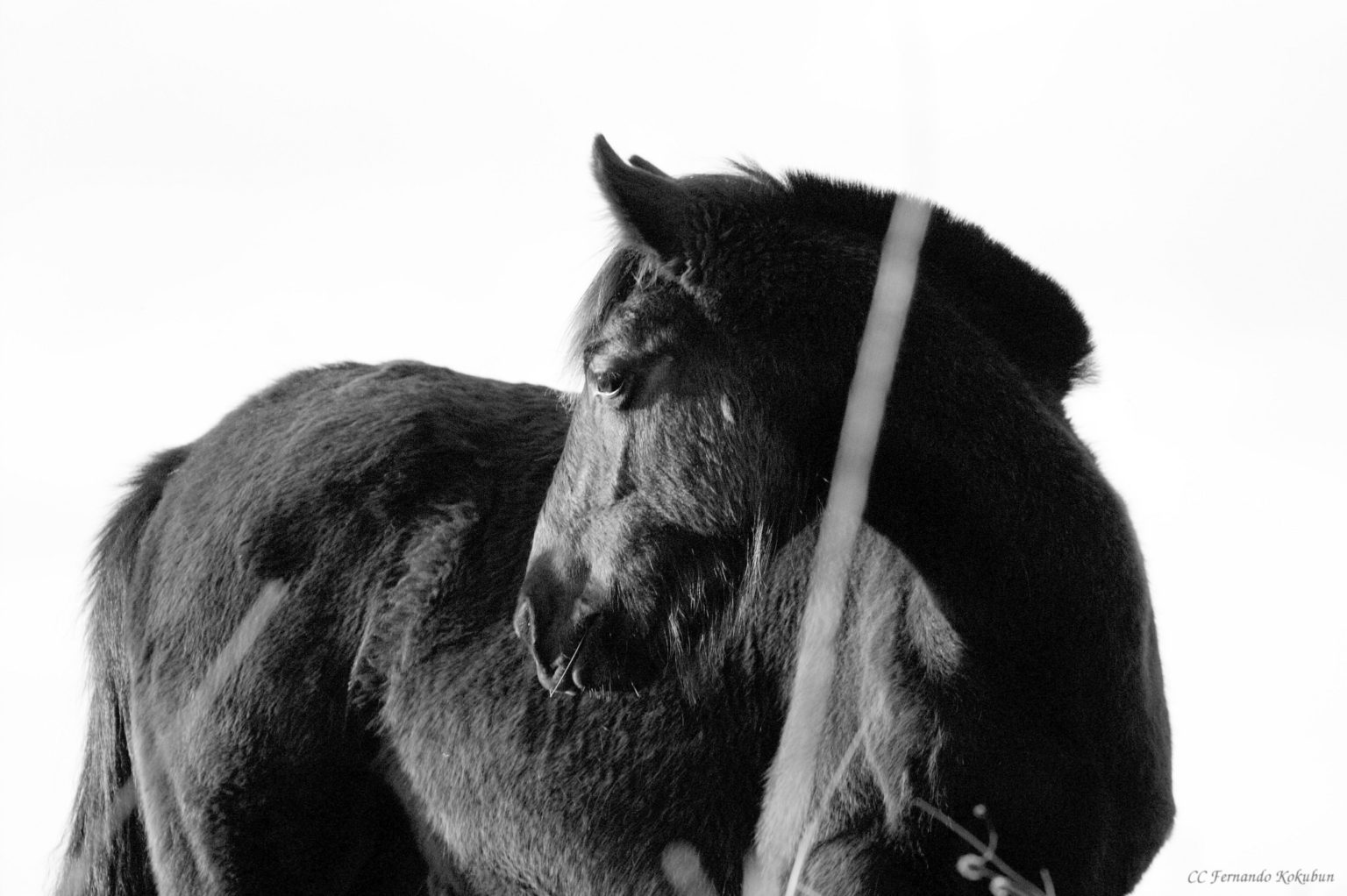 Impaction Colic: What You Need to Know