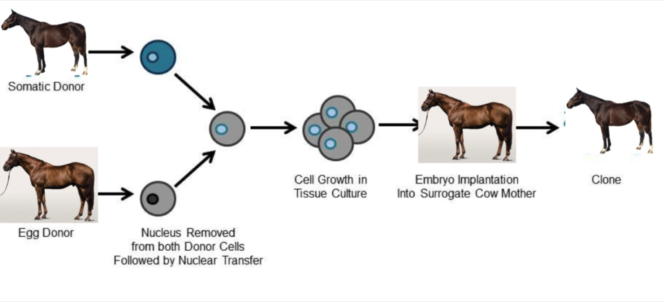 Cloning, Genetic Engineering and "Playing God"