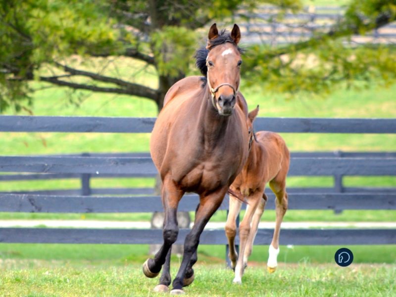 For the Love of Mares