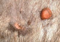 Getting Smart on Sarcoids