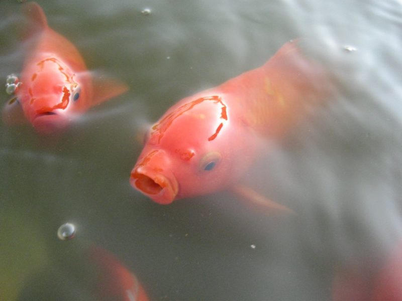 More on Keeping Fish in Your Water Trough: Goldfish Vs Rosy Reds
