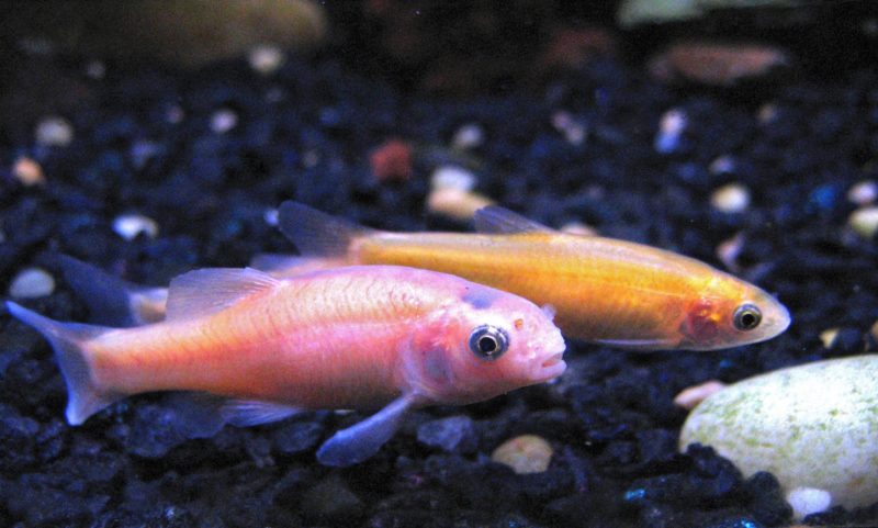 More on Keeping Fish in Your Water Trough: Goldfish Vs Rosy Reds