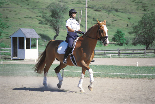 The Collection Connection