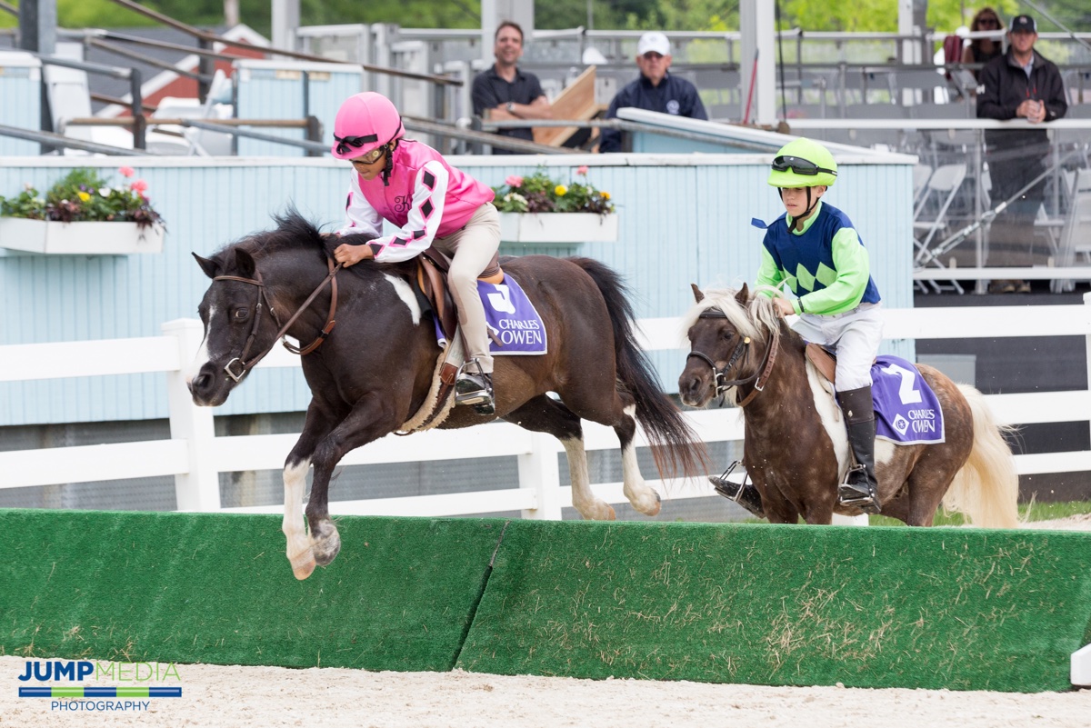 Shetland Ponies Are Equal Parts Fluff and Sass
