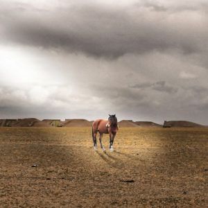 50 Best Horse Movies