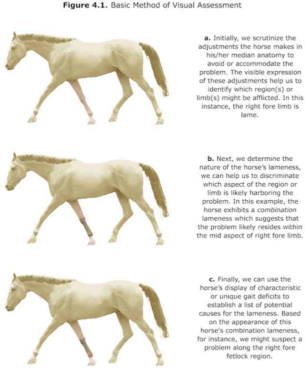 The Art of Seeing Lameness