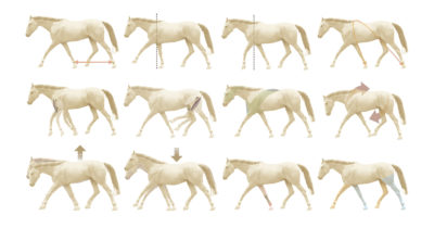 The Art of Seeing Lameness