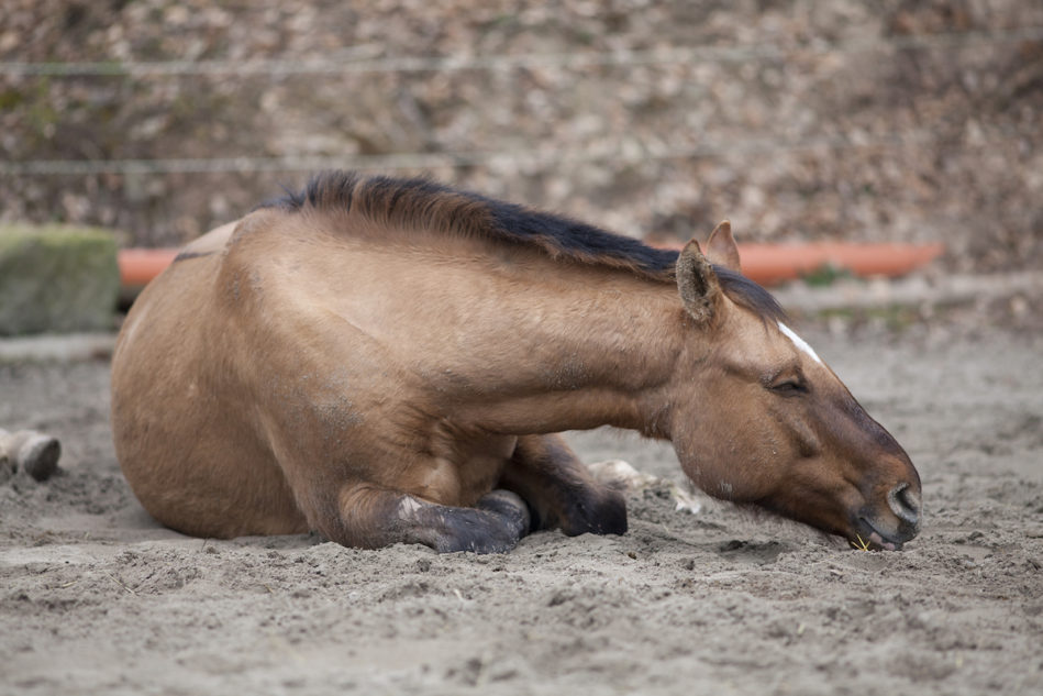 The Equine Microbiome