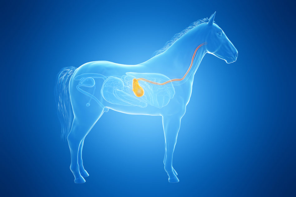 The Equine Microbiome