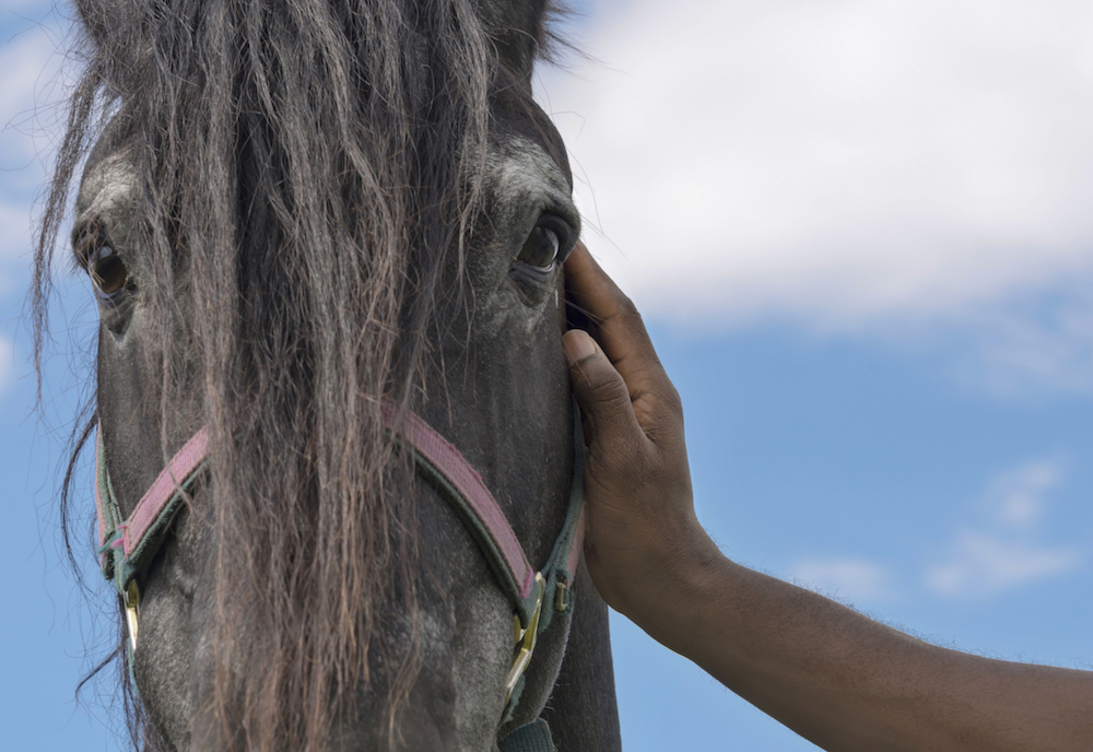 This Is What Racism Looks Like in the Horse World