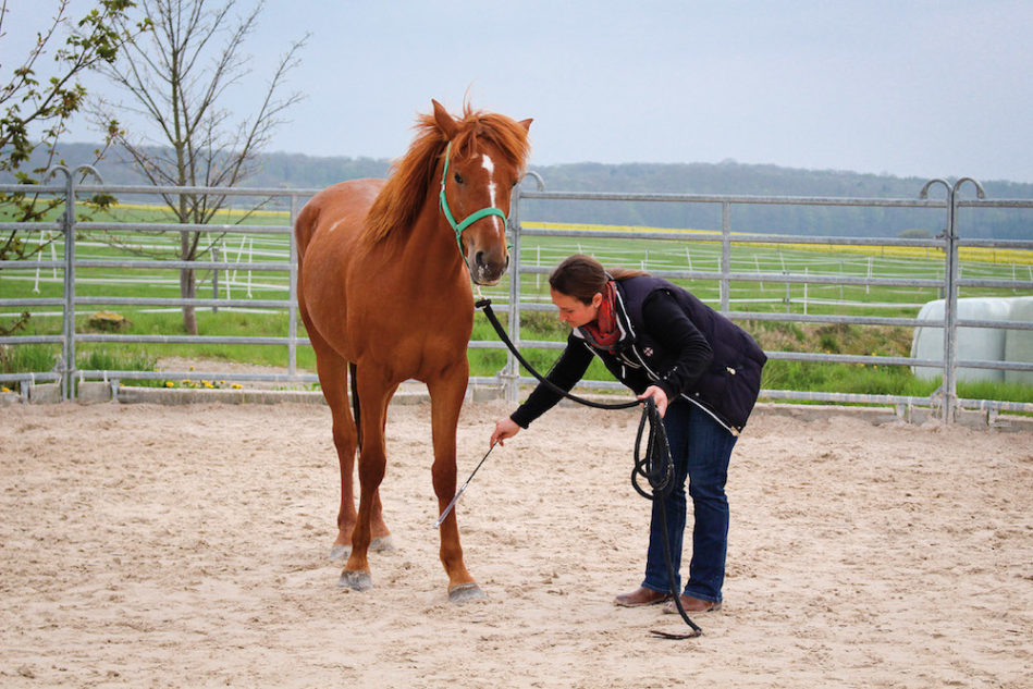 Training a Mustang: The Third Day
