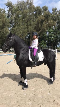 Two Times a Gelding: A Cryptorchid Stallion's Journey to Becoming a Gelding