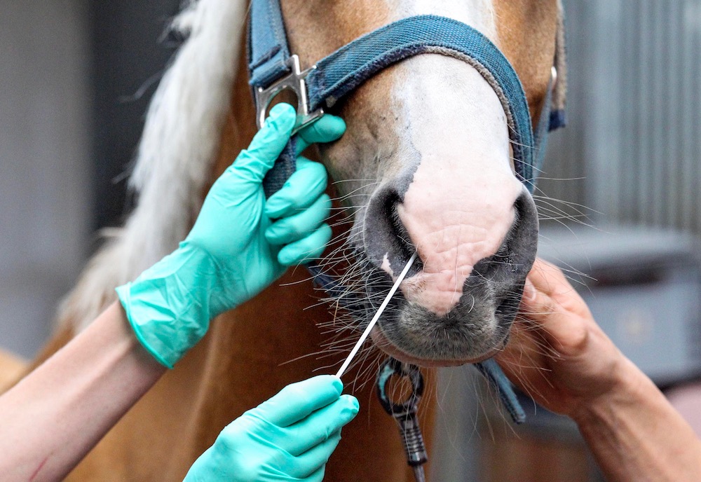 Q A Can You Insure A Horse During An EHV Outbreak 