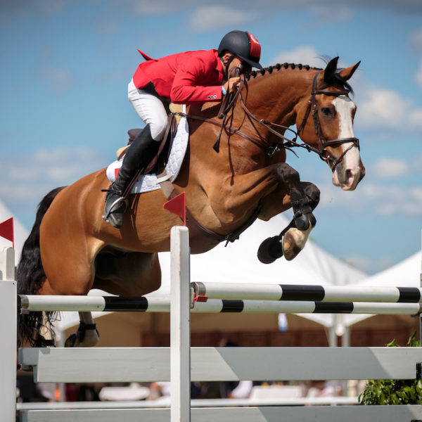 Two Times a Gelding: A Cryptorchid Stallion's Journey to Becoming a Gelding