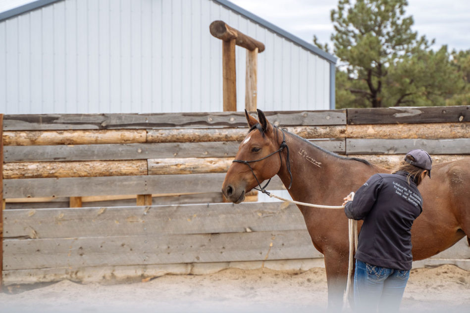 So You Want to Be a Mustang Trainer? Here’s What You Need to Know