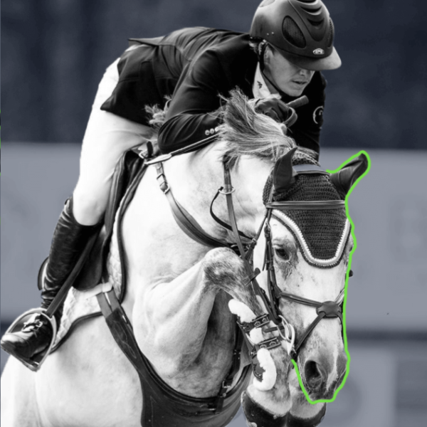 How To Cut a Mane Like a Pro In 7 Steps