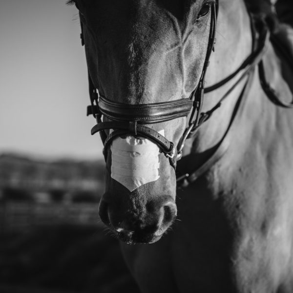 How To Cut a Mane Like a Pro In 7 Steps