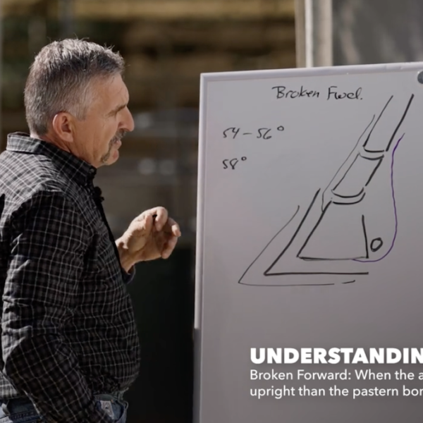 How To Cut a Mane Like a Pro In 7 Steps