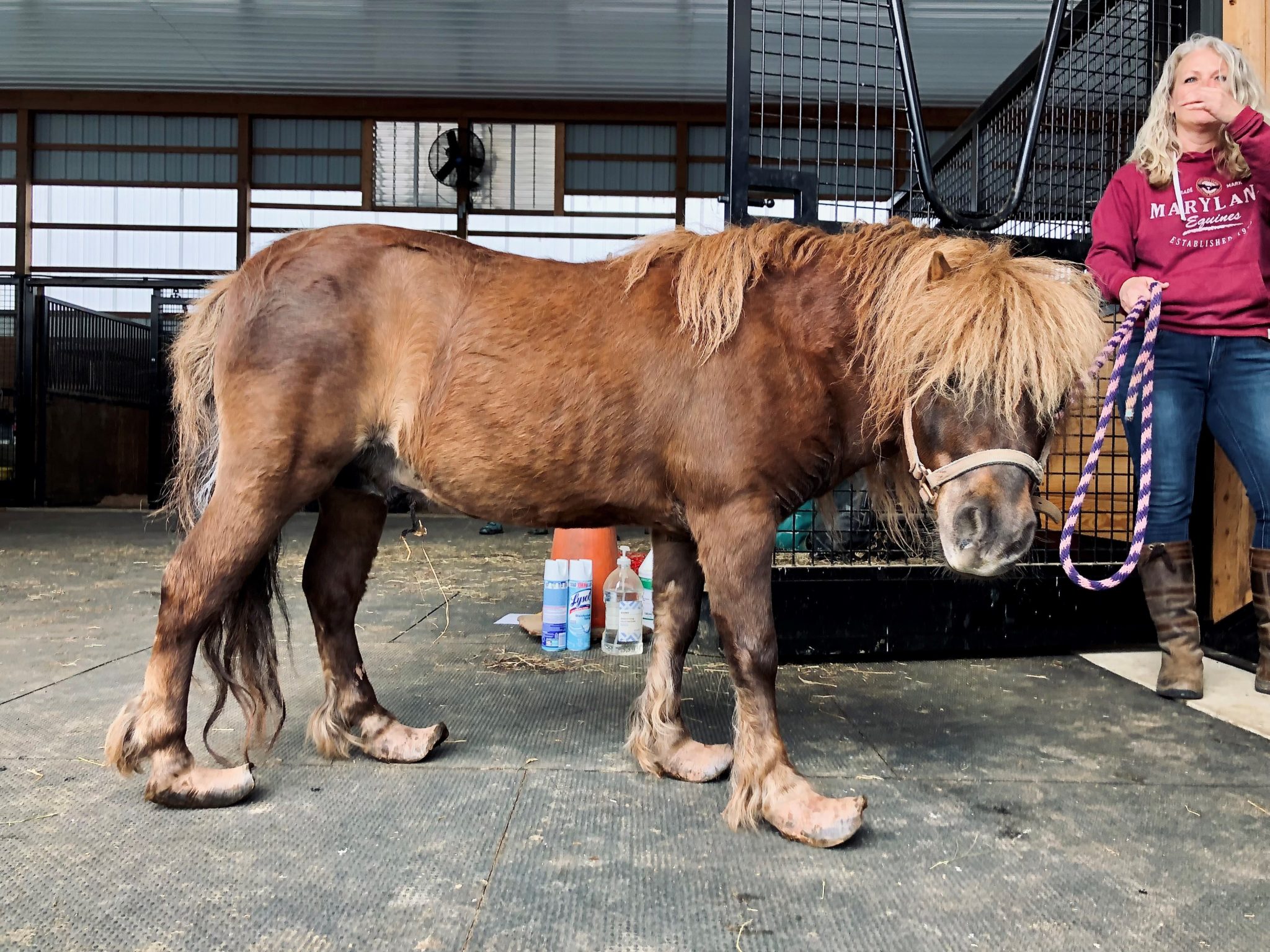 A Miniature Horse's Big Transformation