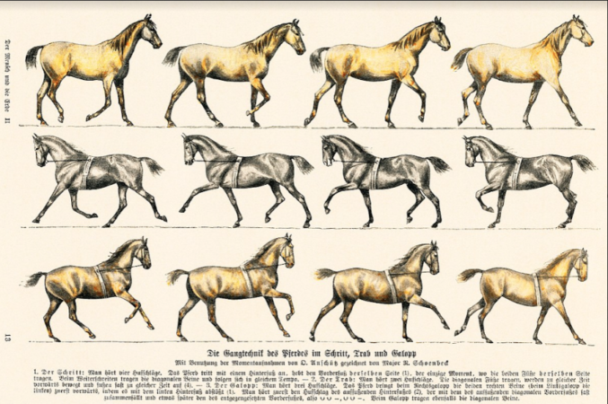 What Makes a Horse Gaited?