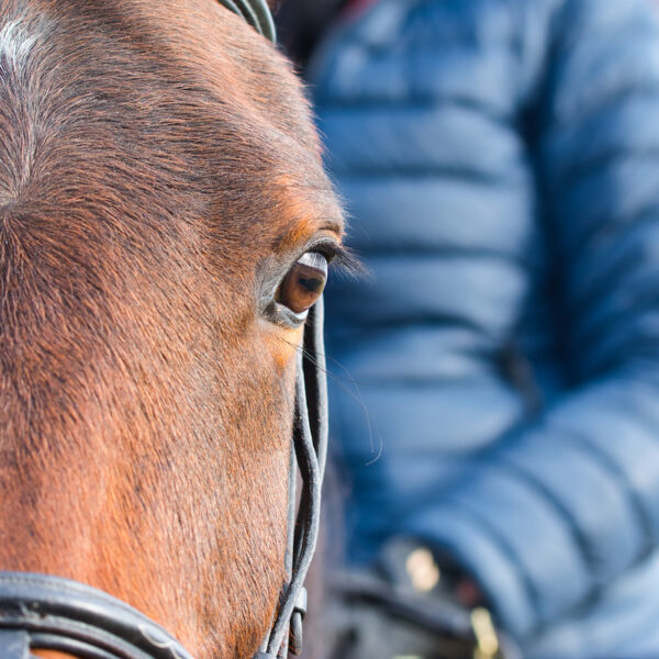 Versace Goes Horse With New Fashion Line