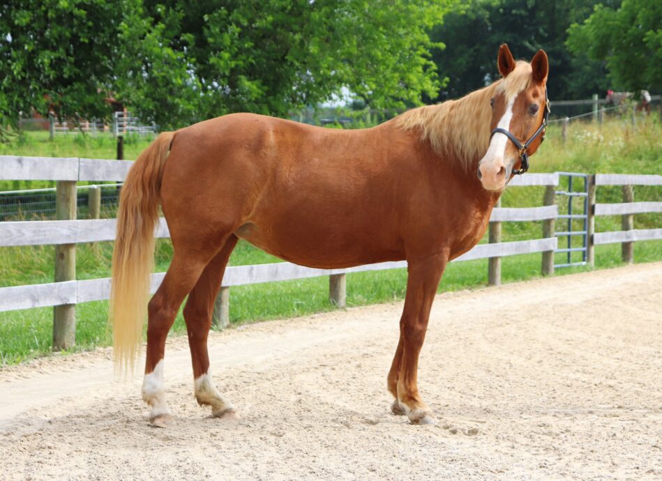 Volunteers Bring Equine Rescue’s Mission to Life