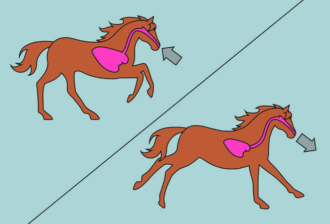 How FLAIR® Equine Nasal Strips Work