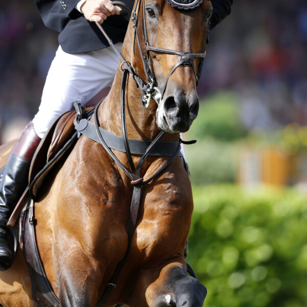 No Spook or Buck: The Equicise Horse Fitness Machine Has Arrived