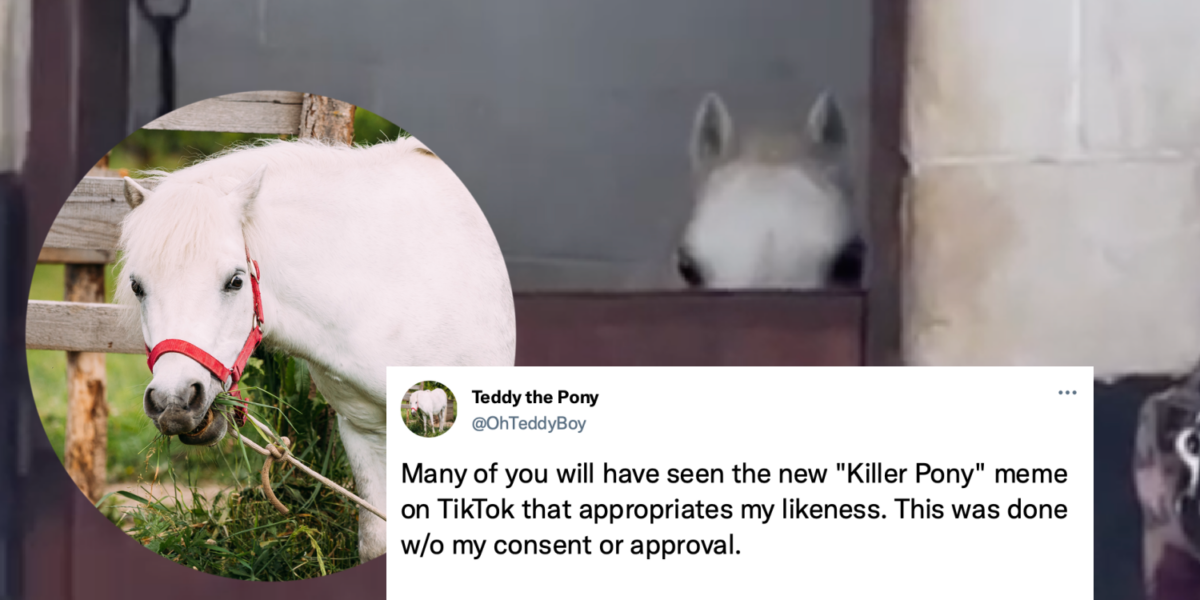 Teddy the “Killer Pony” of Killer Pony Meme Doesn’t Think It's Funny
