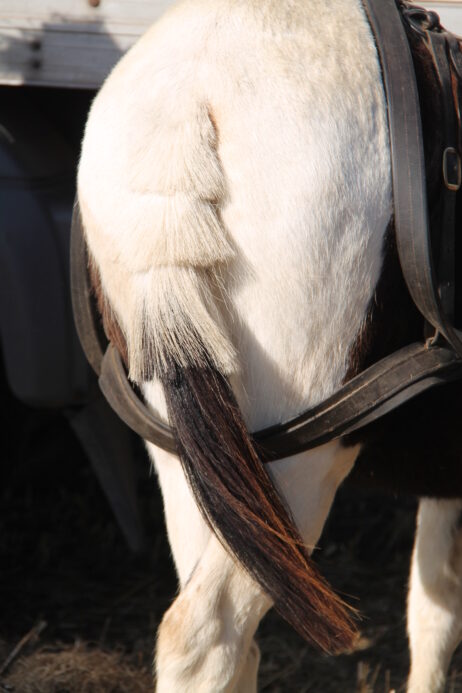 Random Mule Facts