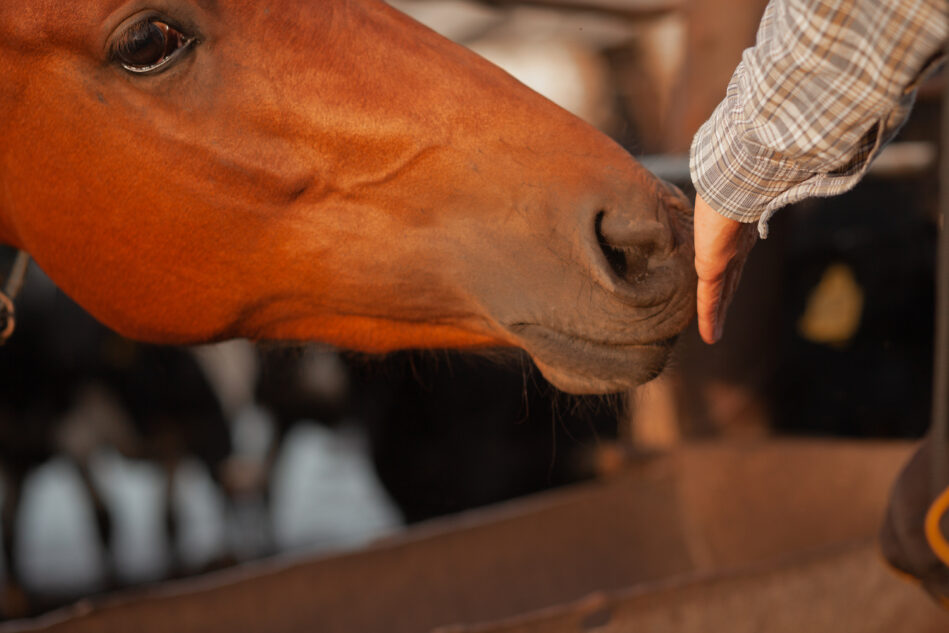 Putting Smell to Work