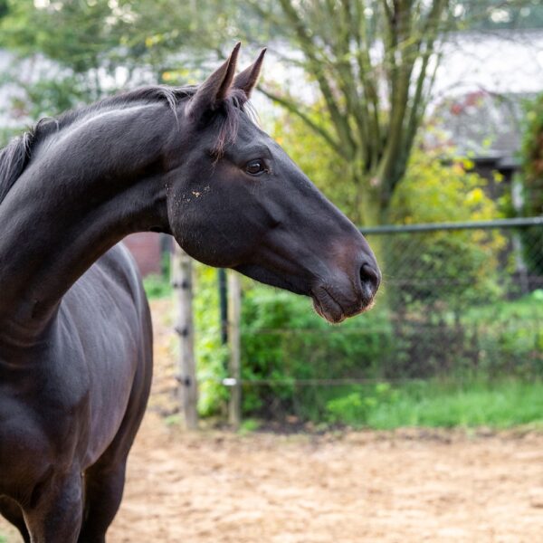 The Art of Seeing Lameness