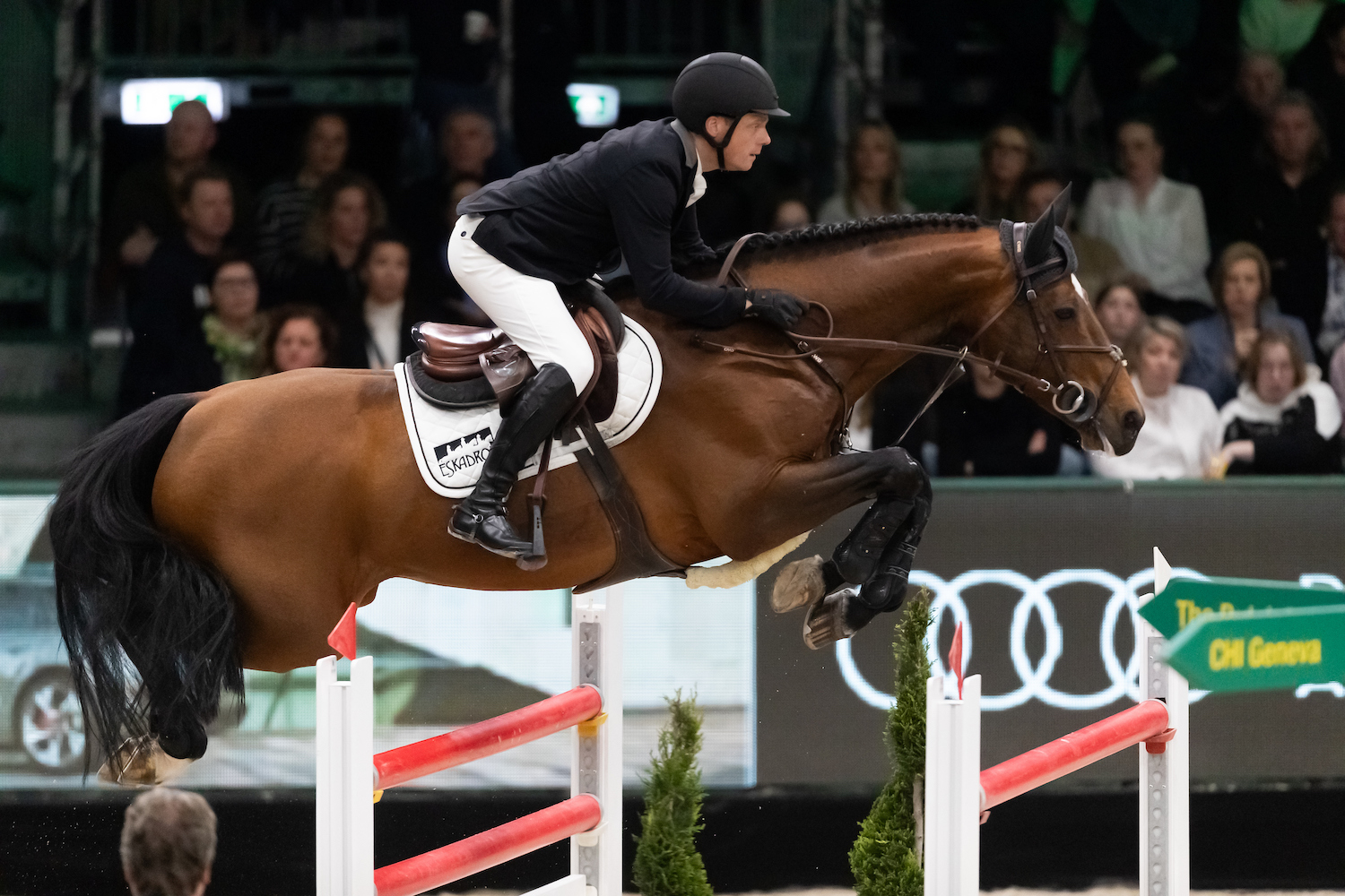Top 10 Most Exciting Horses to Watch in Show Jumping Right Now