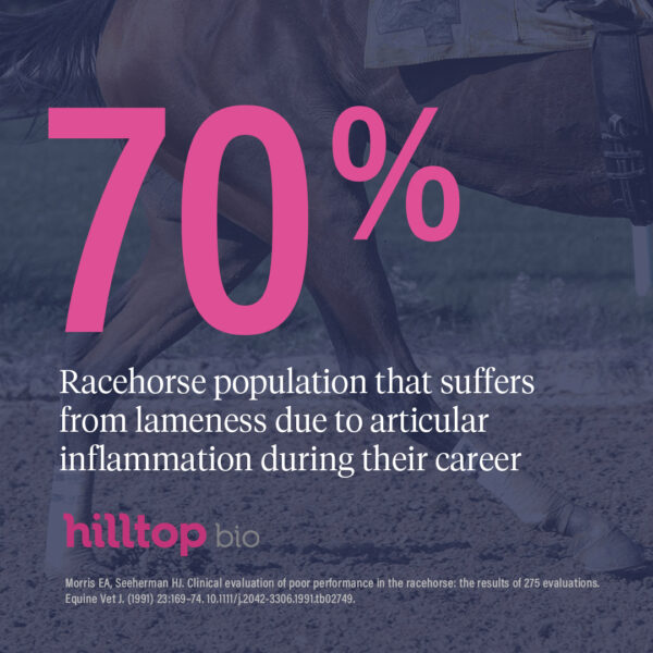 What’s the Right Joint Injectable for Your Horse?