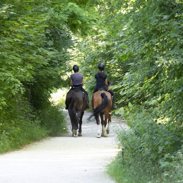 The Art of Seeing Lameness