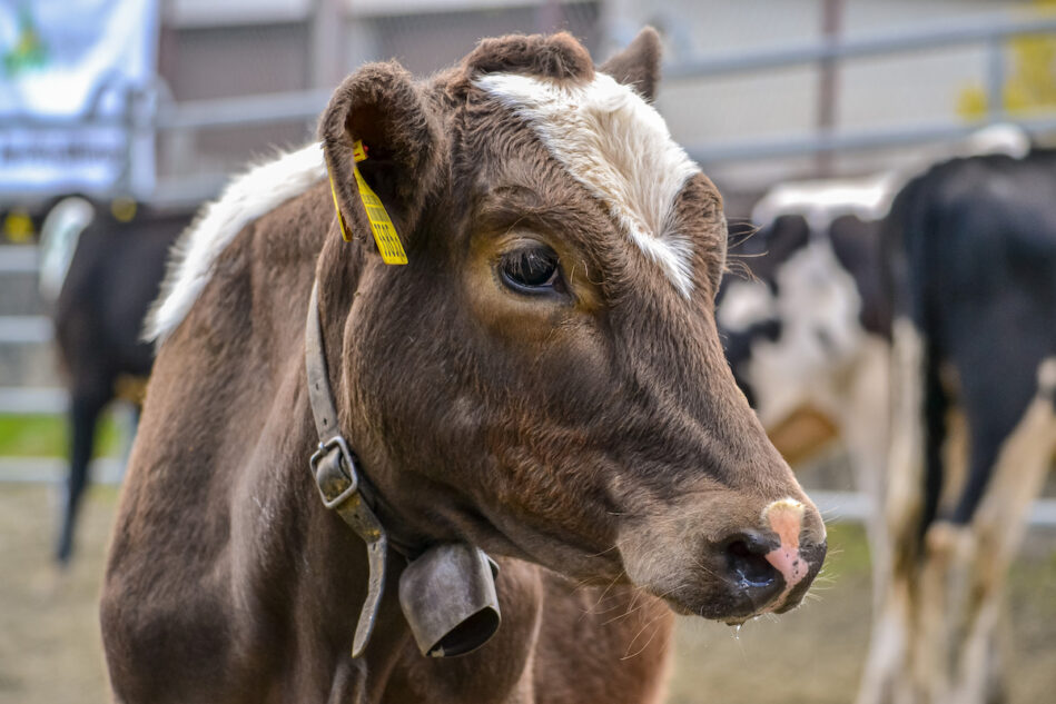 Let’s Watch a Calf Sorting