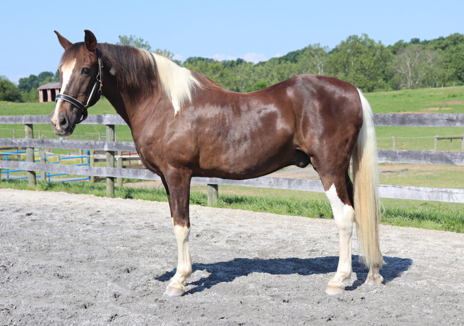 Victorious in His Own Right: One Rescue Horse’s New Path