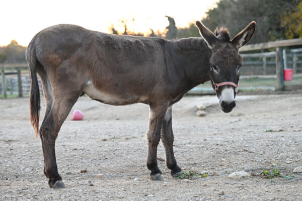 Corn Chip the Clever Donkey: From Obese and Unhandled to Trim and Friendly
