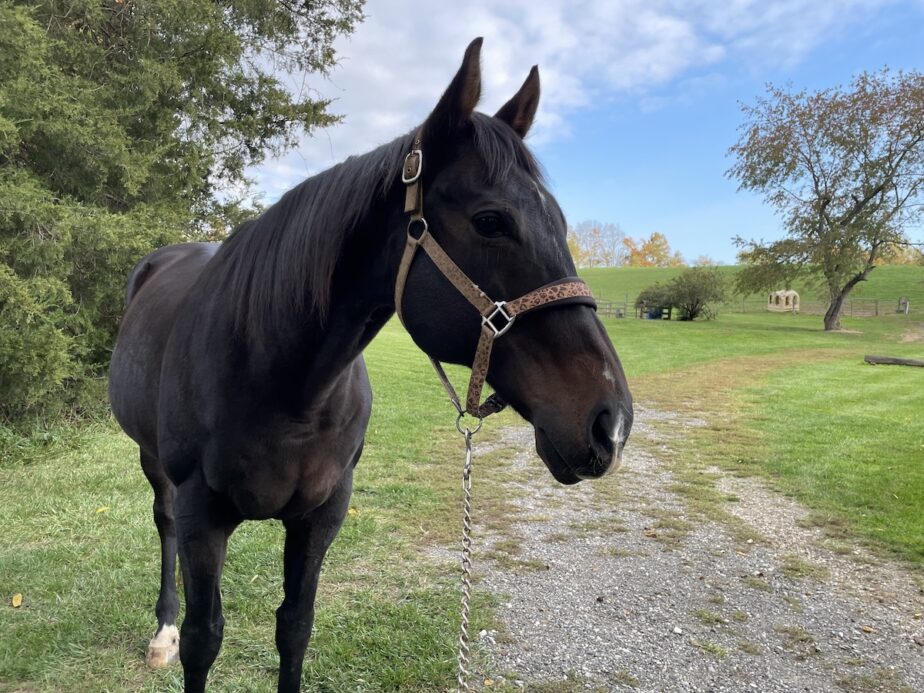 Charlie: The Complex Horse Who Inspired a Retiree Back Into the Saddle ...