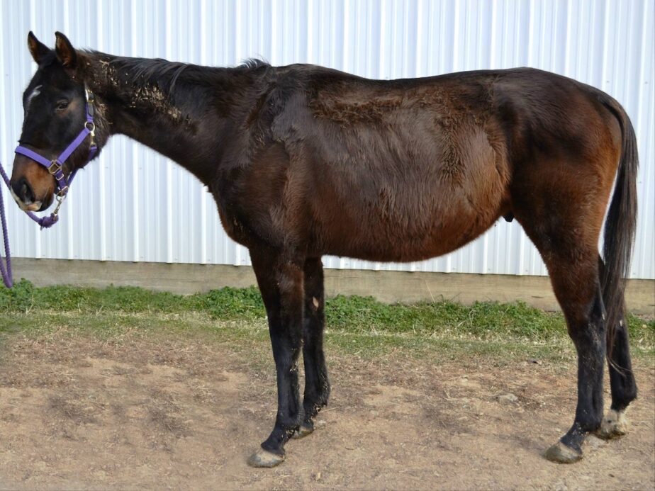 Charlie: The Complex Horse Who Inspired a Retiree Back Into the Saddle ...