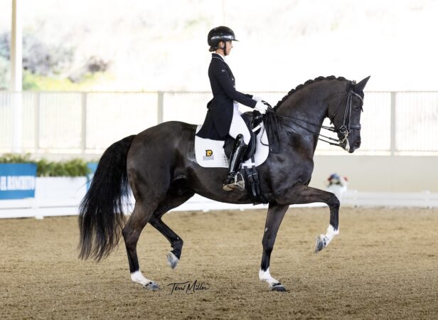 How To Cut a Mane Like a Pro In 7 Steps