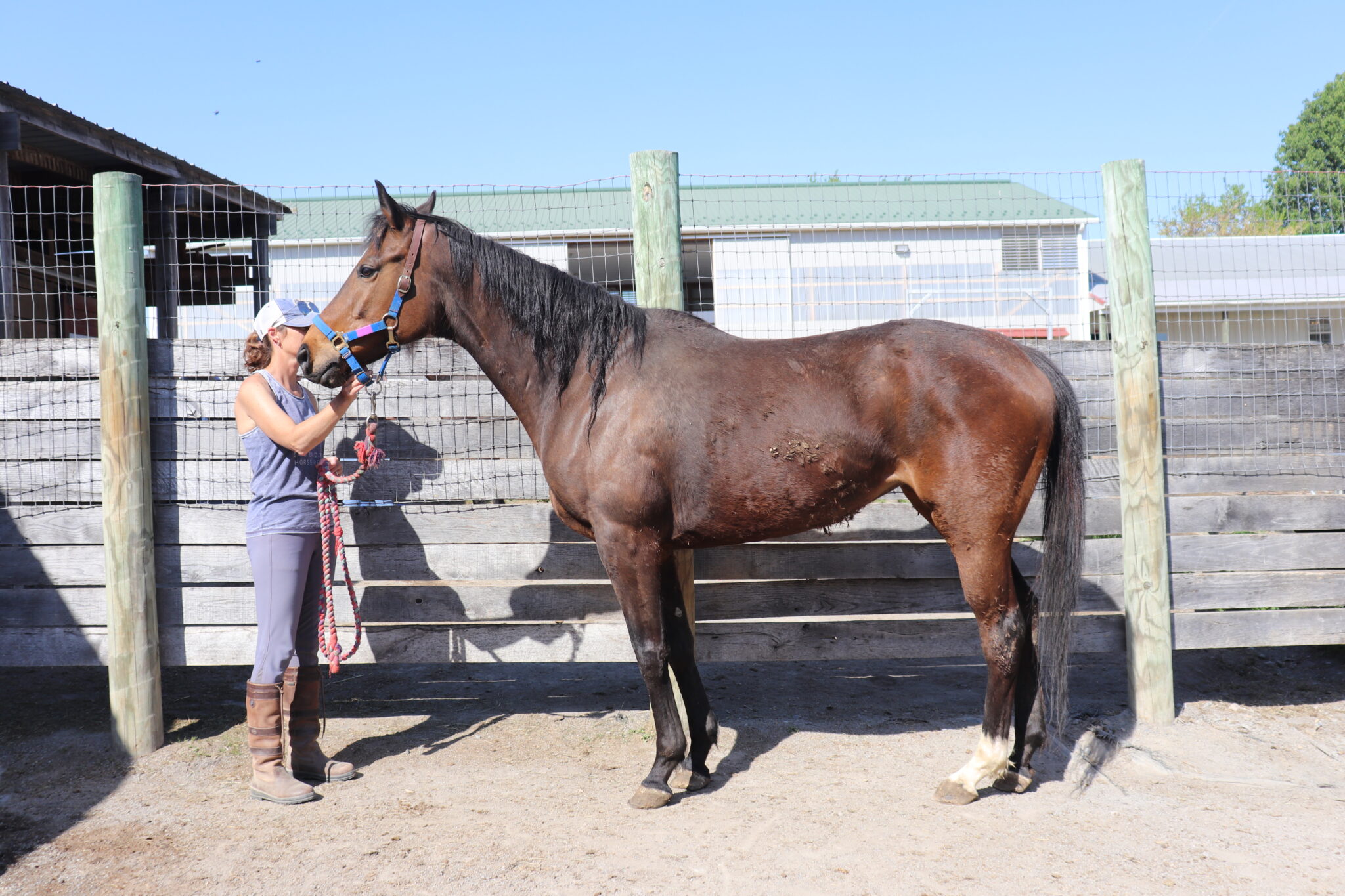 OTTB Mare Hometown Halsey Gets a Fresh Start