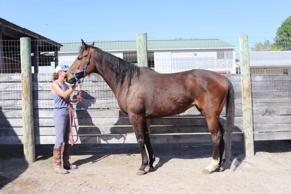 OTTB Mare Hometown Halsey Gets a Fresh Start