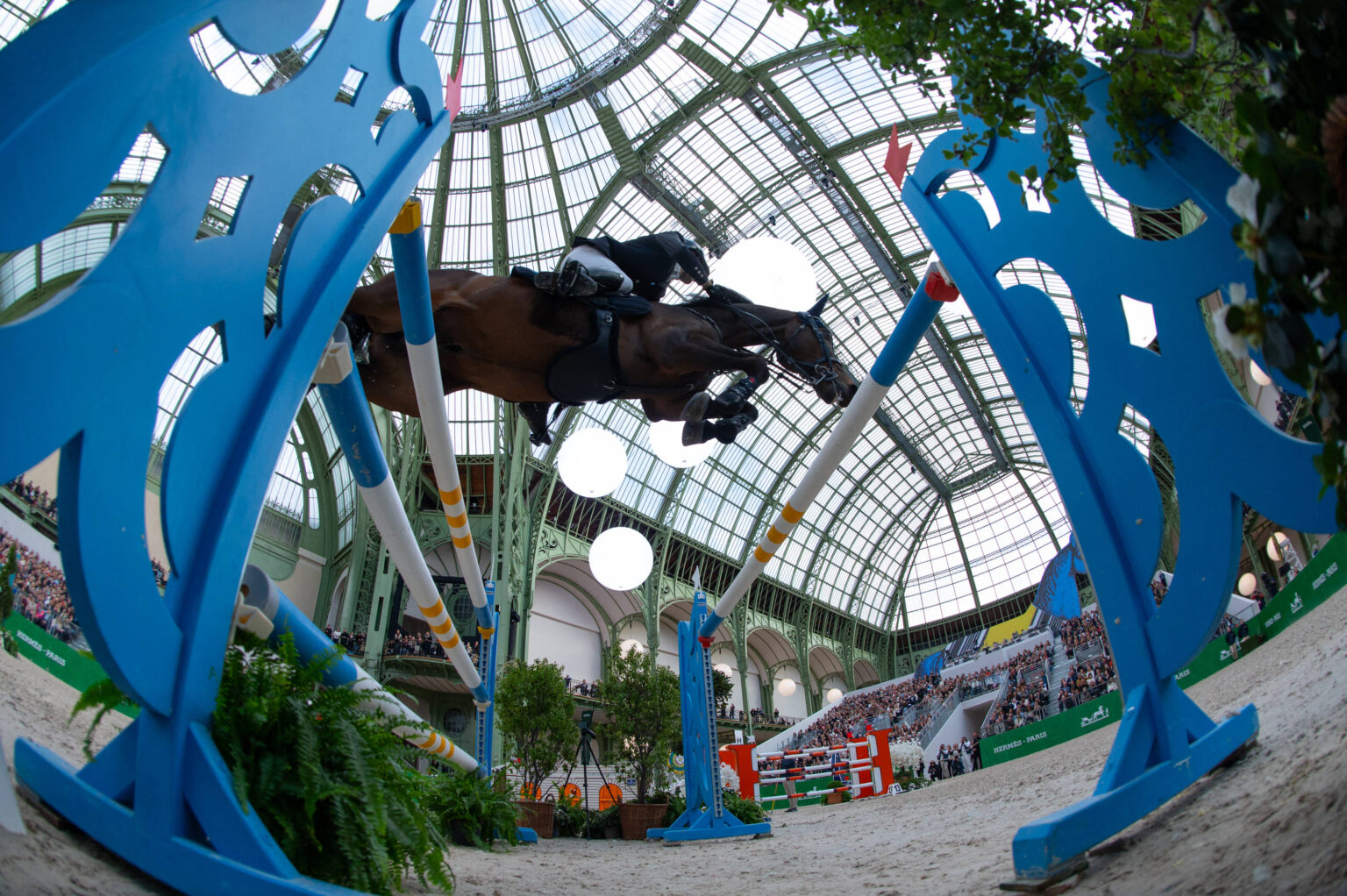 Currying Combs and Favor